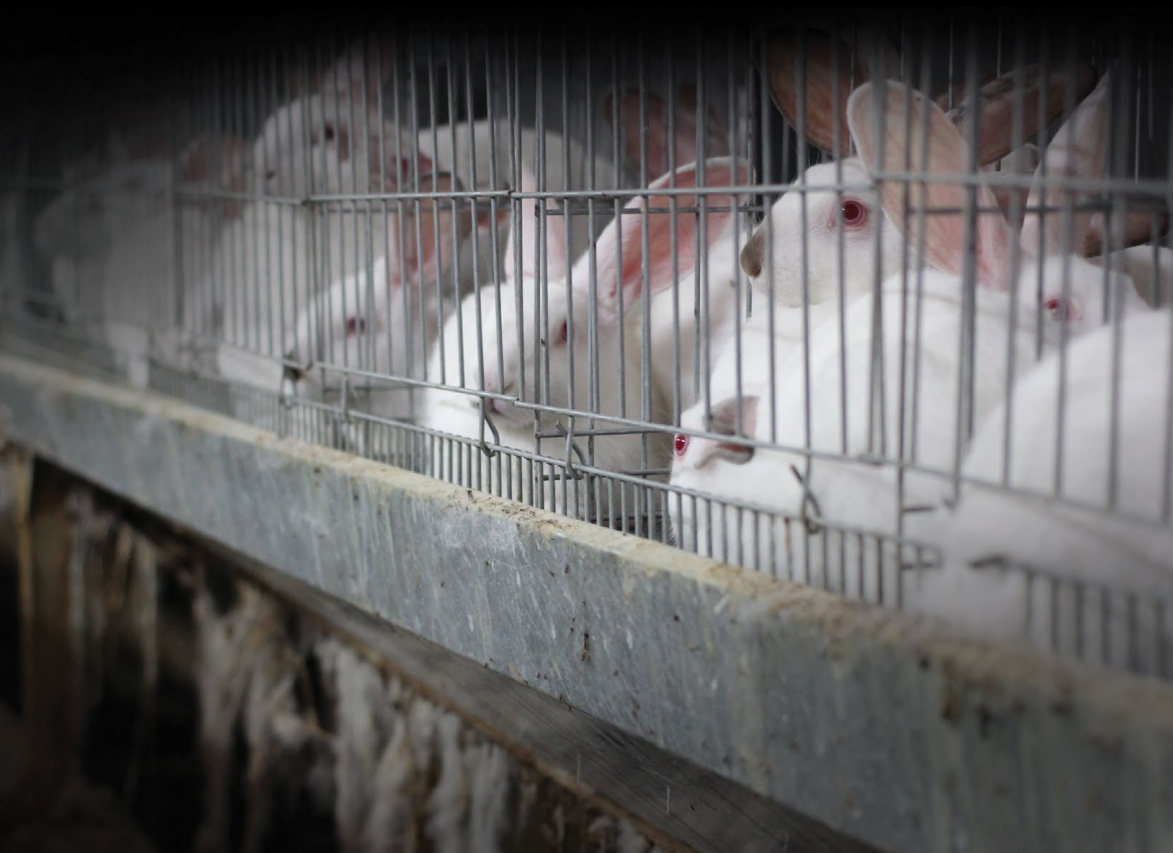 The EU's U-turn on caged farm animals — explained