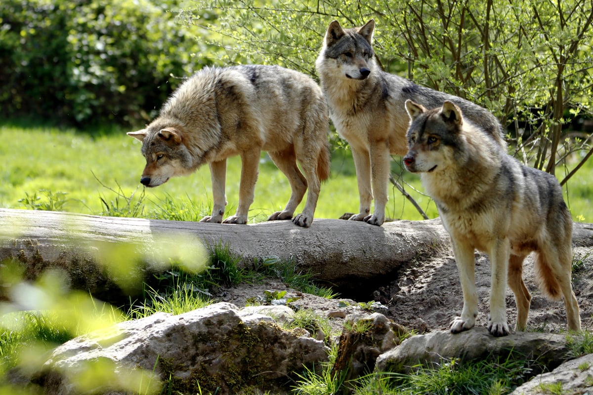 EU countries back commission proposal to lower wolves' protection